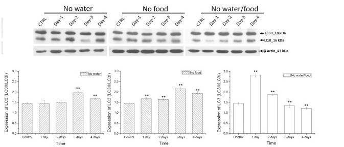 The Science behind how a 1-day Dry Fast is equivalent to a 3-day Water ...