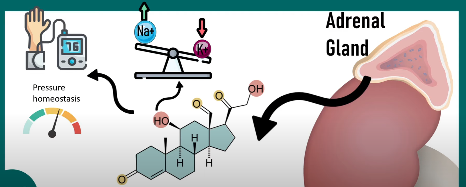 Dry Fasting Hormones: Aldosterone - Sodium and water balance in the ...