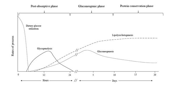 Fasting Mechanisms | Understand Ketosis and Starvation · Dry Fasting Club