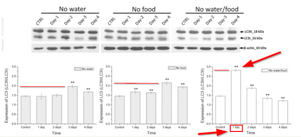 The Science behind how a 1-day Dry Fast is equivalent to a 3-day Water ...